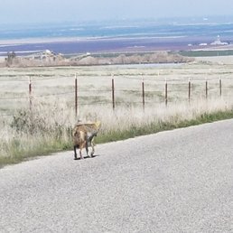 THE WILDLANDS CONSERVANCY’S WIND WOLVES PRESERVE - 615 Photos & 65 ...