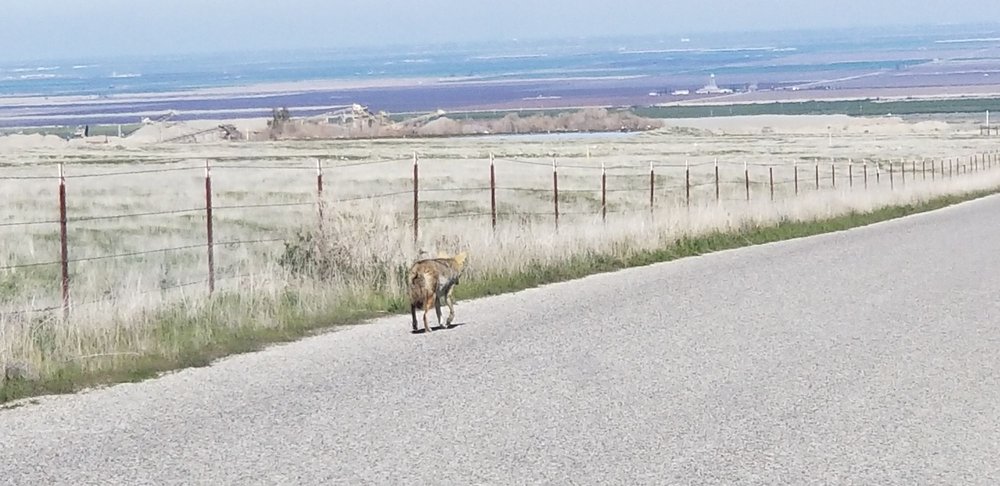 THE WILDLANDS CONSERVANCY’S WIND WOLVES PRESERVE - 747 Photos & 69 ...