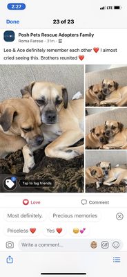 POSH PETS RESCUE - Updated June 2025 - 419 Photos & 272 Reviews - 770 ...