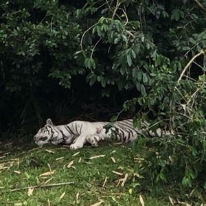 PANA’EWA RAINFOREST ZOO & GARDENS - 554 Photos & 164 Reviews - Zoos ...