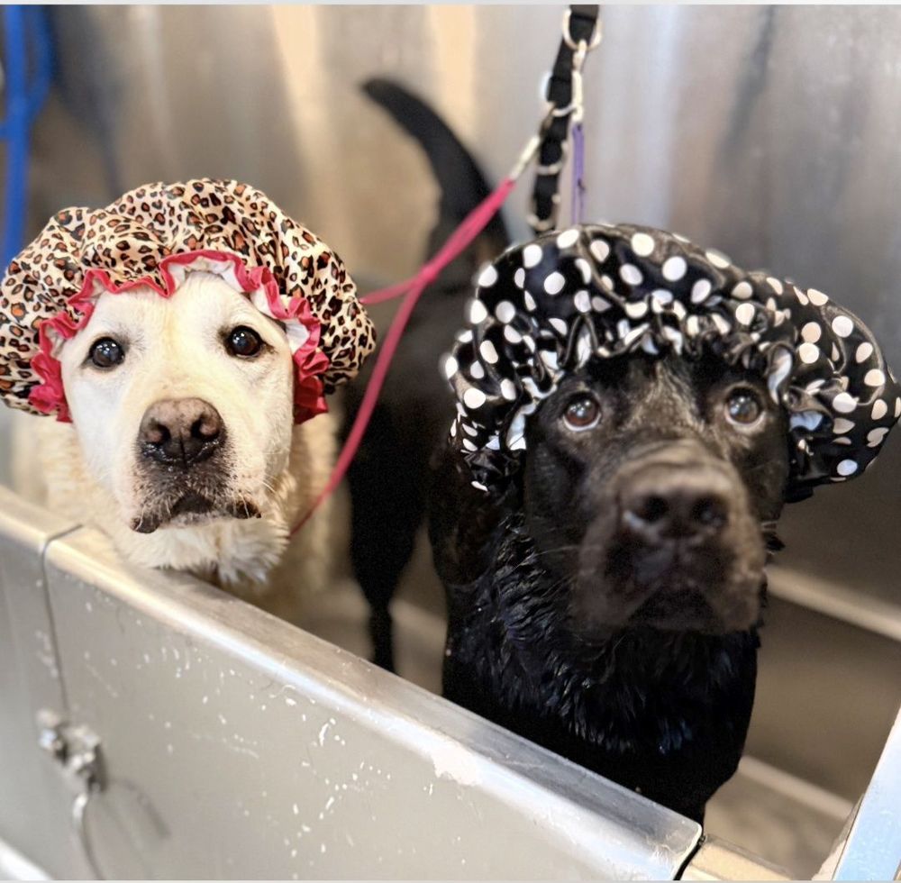 BARK CITY - Updated June 2026 - 226 Photos & 279 Reviews - 8541 Edison ...