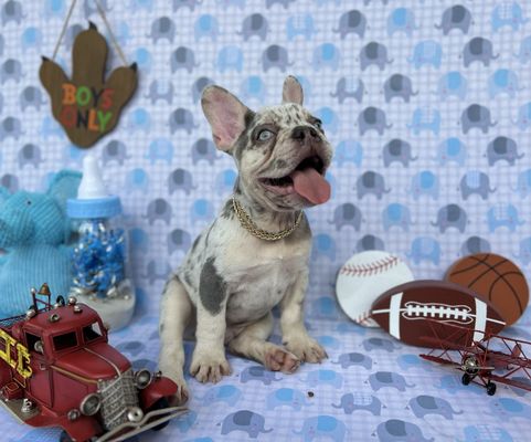 FURRY FOUR FRENCHIES - Updated August 2025 - Request Information - 37 ...