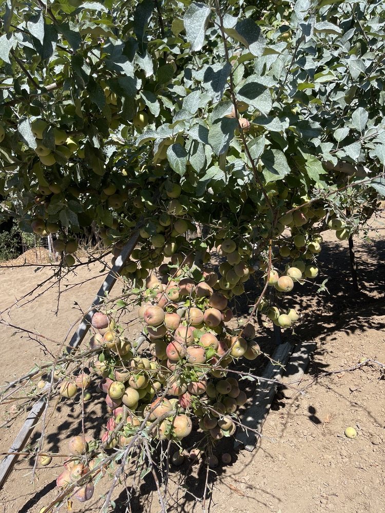 WALKER’S APPLES - Updated May 2026 - 62 Photos & 45 Reviews - 10955 Upp ...