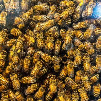 MAUI BEES - Updated May 2025 - 157 Photos & 68 Reviews - 150 Pulehunui ...