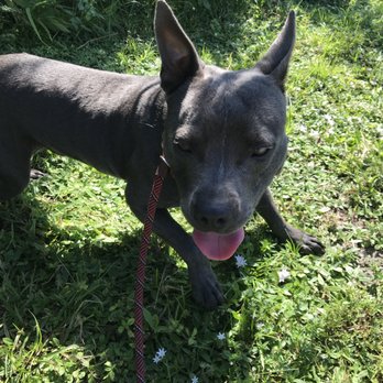 BREVARD COUNTY ANIMAL SERVICES AND ENFORCEMENT - Updated December 2025 ...