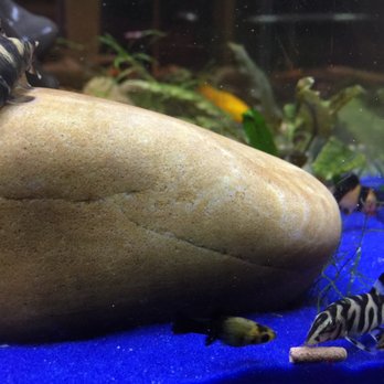 THE FISH PLACE - Updated July 2024 - 117 Photos & 66 Reviews - 141 ...