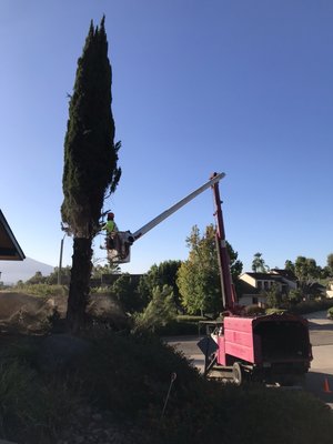 SELECT TREE SERVICE - Updated January 2026 - 205 Photos & 204 Reviews ...