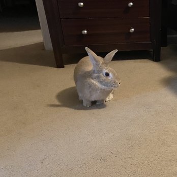 GEORGIA HOUSE RABBIT SOCIETY - Updated December 2025 - 15 Photos & 22 ...