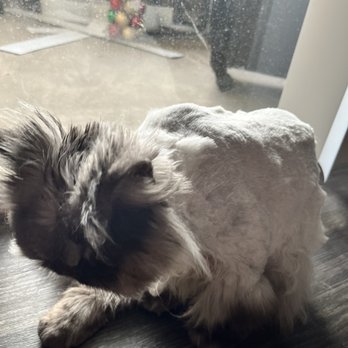 PUNKY PETS PAWLOR - Updated October 2024 - 136 Photos & 31 Reviews ...