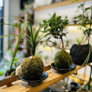 NOBLE PLANTS - Updated December 2025 - 49 Photos & 96 Reviews - 106 W ...