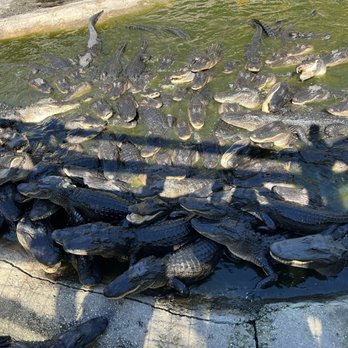 CROC ENCOUNTERS - Updated June 2025 - 296 Photos & 151 Reviews - 8703 ...