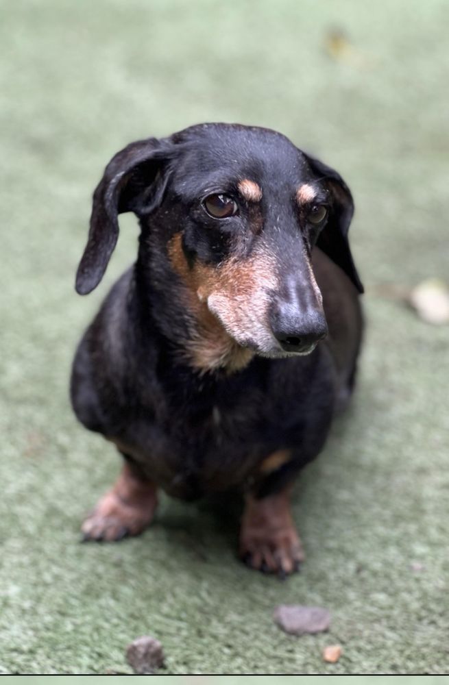 HEAVENLY PAWS PET AQUAMATION - Updated January 2026 - 88 Photos & 46 ...