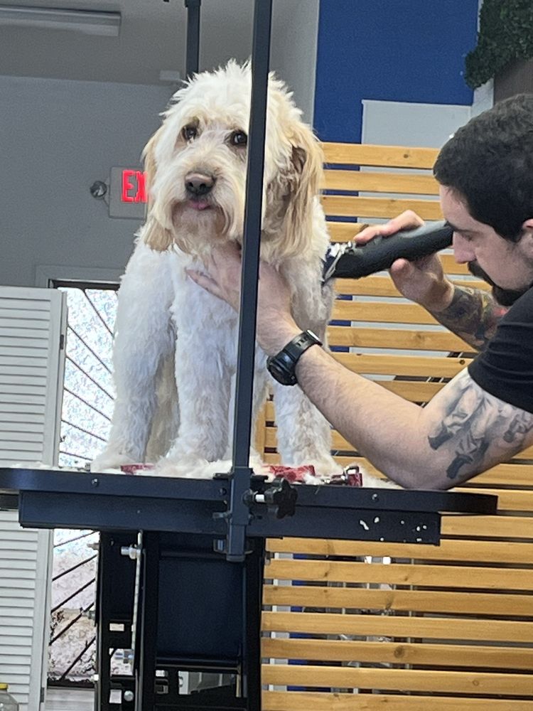 BLUE RIBBON PET GROOMING - Updated July 2025 - 54 Photos & 127 Reviews ...