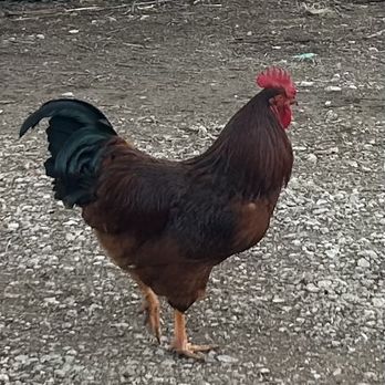 HEARTLAND HATCHERY - Updated December 2025 - 18 Photos - 9593 Nw County ...