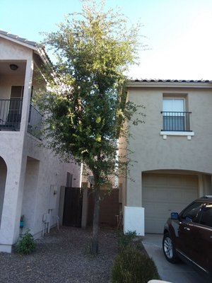TREE PROS - Updated October 2025 - 52 Photos & 226 Reviews - 2836 W ...