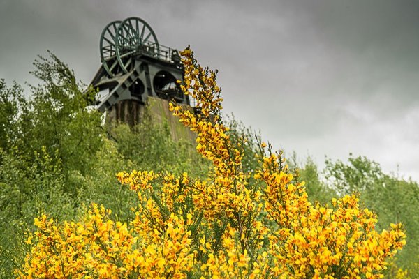 PLEASLEY PIT COUNTRY PARK AND NATURE RESERVE - Pit Ln, Pleasley ...