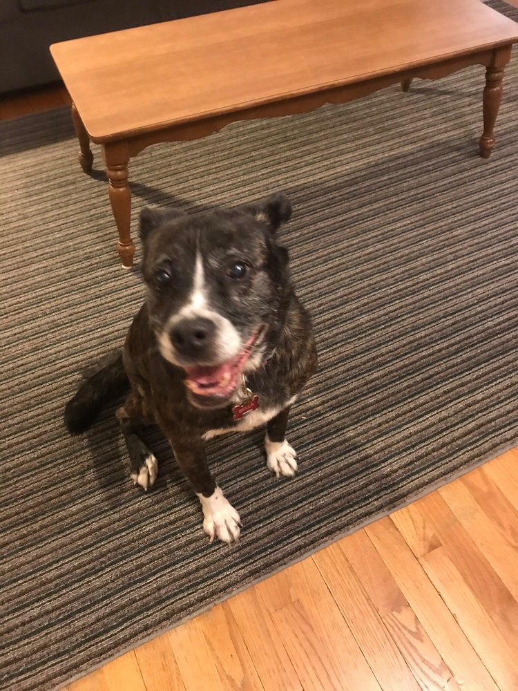 RUMFORD PET EPXRESS - 22 Photos & 39 Reviews - 865 Warren Ave, East ...