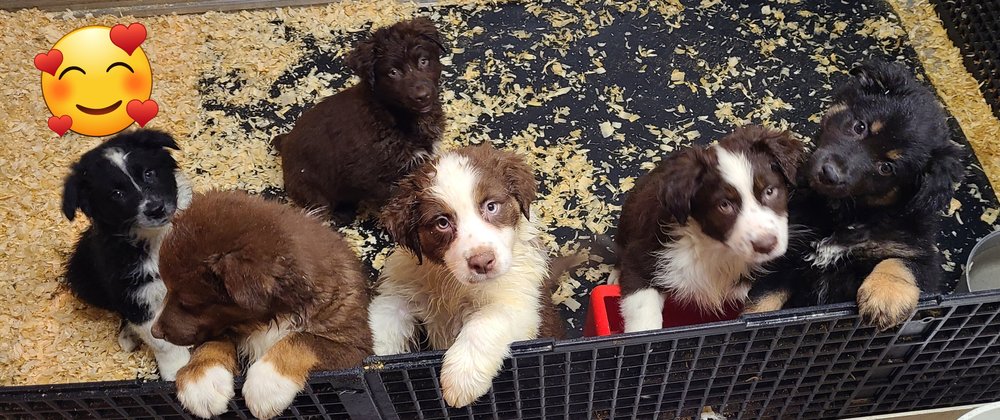 FUNNY FARM PETS - Request Information - Ashville, New York - Pet ...