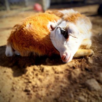 SHARKAROSA WILDLIFE RANCH - Updated April 2025 - 308 Photos & 131 ...