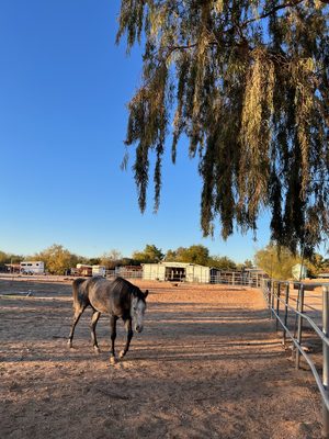 CACTUS RANCH - Updated December 2025 - 9670 E Cactus Rd, Scottsdale ...