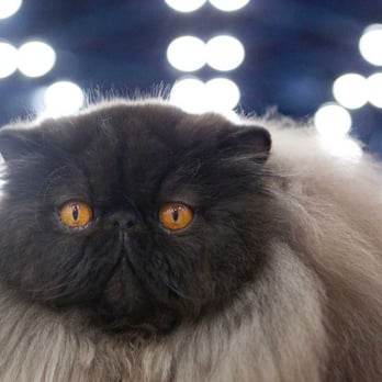 HOUSTON CAT SHOW - Updated December 2025 - 1001 Avenida De Las Americas ...