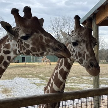 ALABAMA SAFARI PARK - Updated July 2025 - 456 Photos & 68 Reviews ...