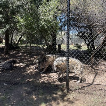 CALIFORNIA WOLF CENTER - Updated June 2025 - 279 Photos & 154 Reviews ...