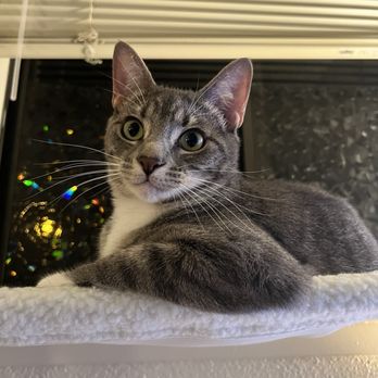 TOE BEANS AND DREAMS ADOPTION CAFE - Updated March 2025 - 166 Photos ...