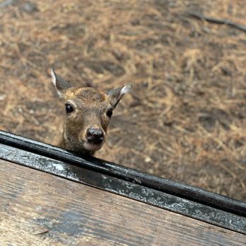 BEE CITY ZOO - Updated December 2025 - 419 Photos & 124 Reviews - 1066 ...