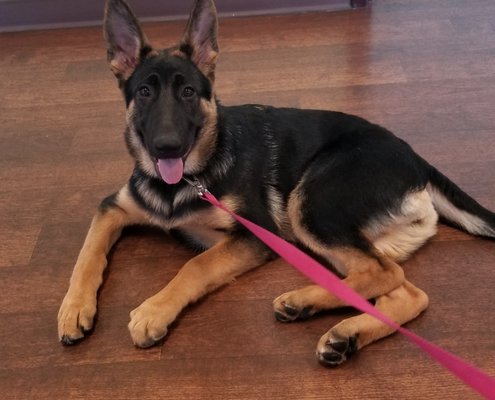 BEVIS VETERINARY HOSPITAL - Updated August 2025 - 1919 Miccosukee Rd ...