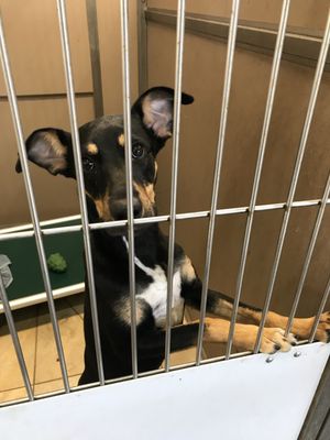 HAWAIIAN HUMANE SOCIETY - Updated November 2025 - 1073 Photos & 385 ...