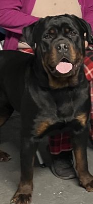 VON PARIS ROTTWEILERS - Updated October 2025 - 13 Photos - Johnston ...
