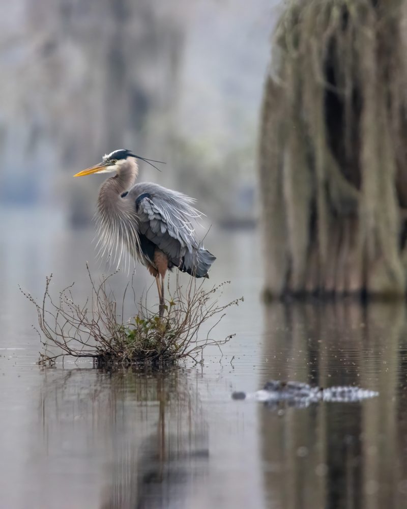 TYLER HEBERT PHOTOGRAPHY - 22 Photos - Gray, Louisiana - Session ...