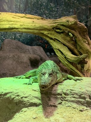 BRANSON WILD WORLD - 225 Photos & 119 Reviews - 2020 W Hwy 76, Branson ...