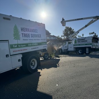 HERNANDEZ TREE SERVICE - Updated October 2025 - 117 Photos & 71 Reviews ...