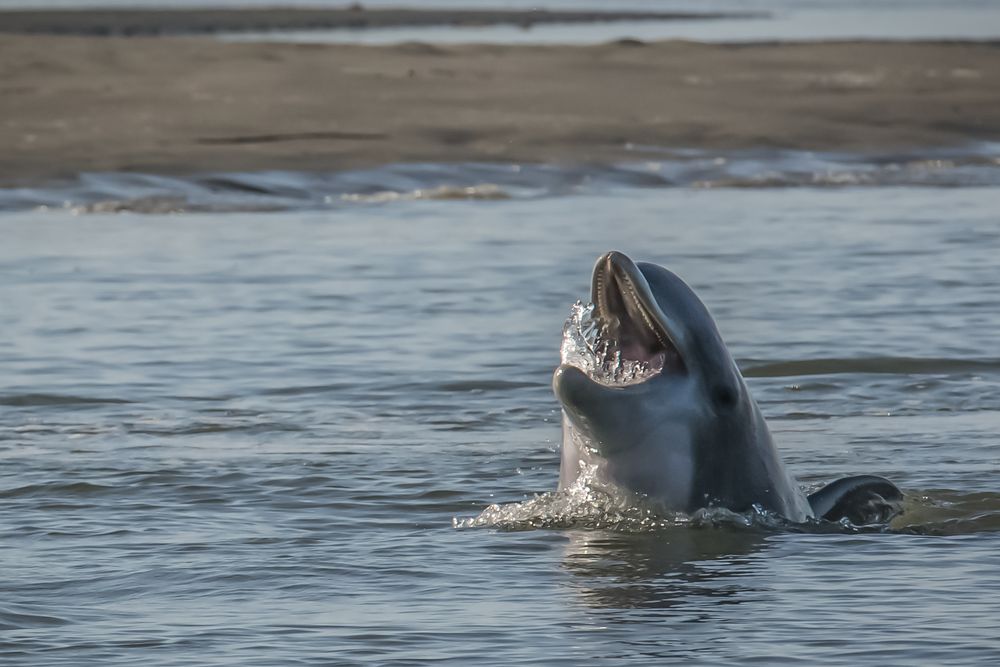 CAPTAIN CHAD HAYES - Updated December 2024 - Florence, South Carolina ...