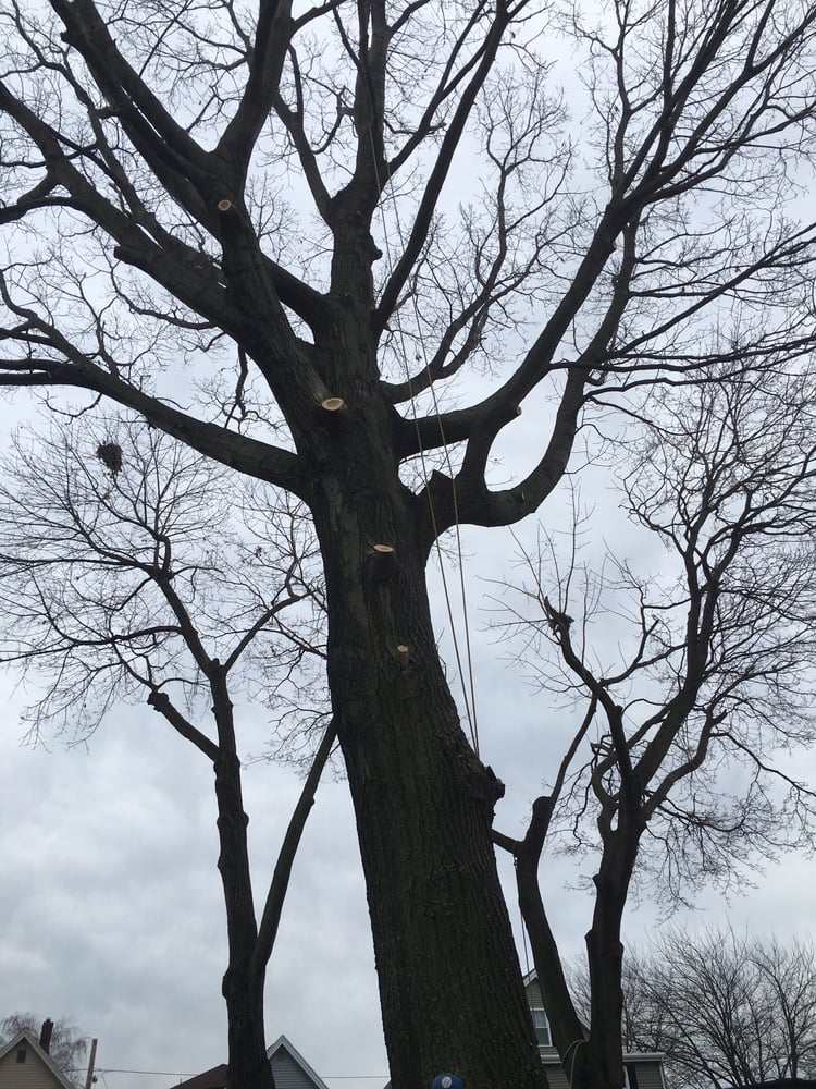 WHITCOMB TREE SERVICE - Updated December 2025 - 28 Photos & 11 Reviews ...