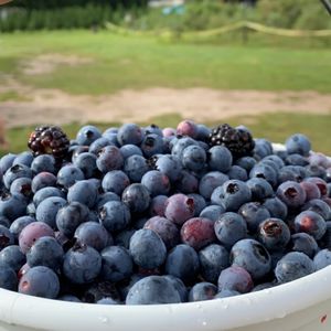 BERRY PATCH FARMS - 23 Photos & 33 Reviews - 786 Arnold Mill Rd ...