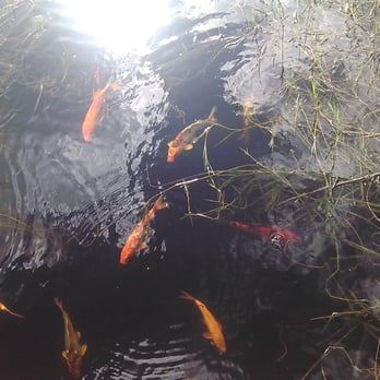 HENSCRATCH FARMS - Updated December 2025 - 40 Photos & 12 Reviews - 980 ...