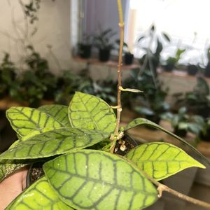 CHERRY LAKE TREE FARM - Updated December 2025 - 7836 Cherry Lake Rd ...