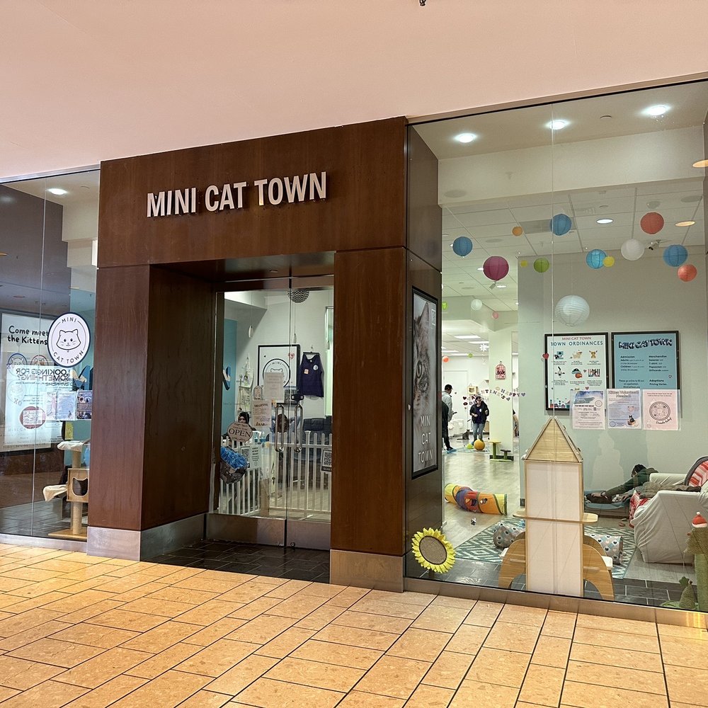 Cat cafe near me store