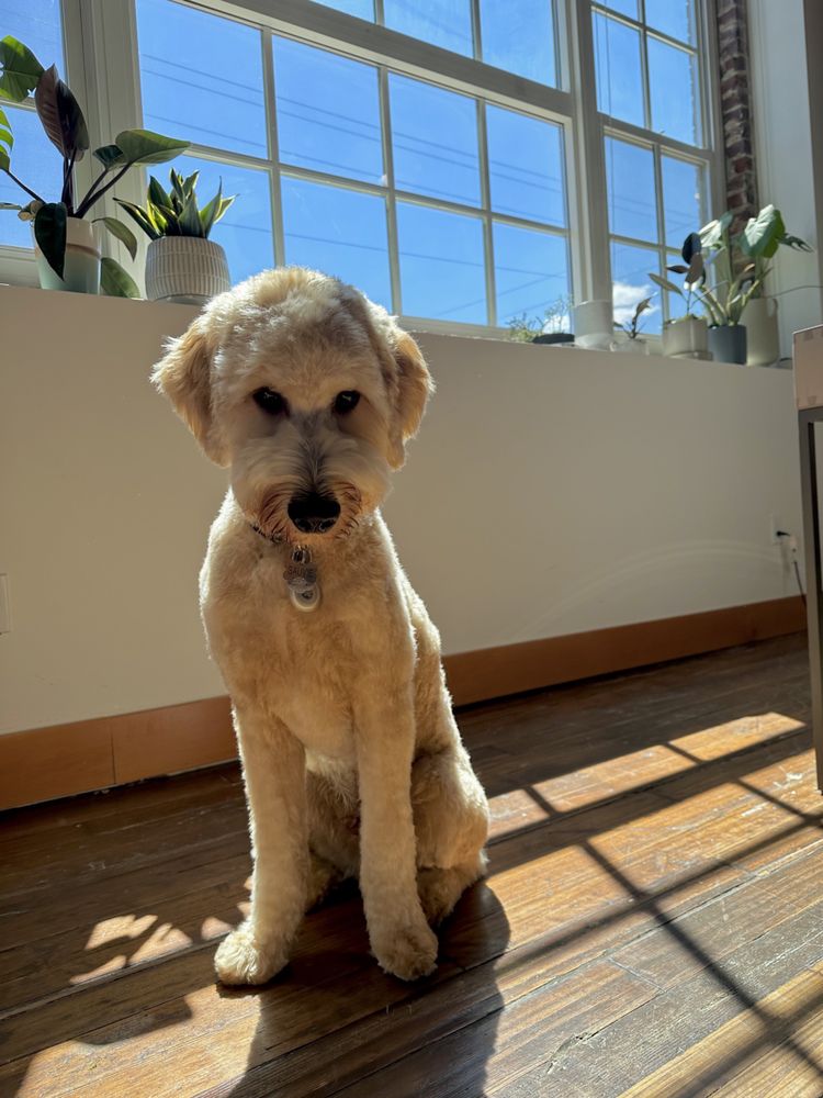 PRETTY PAWS AND CLAWS - Updated September 2025 - 52 Photos & 64 Reviews ...