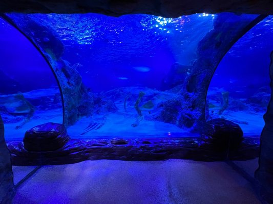 SEA LIFE GRAPEVINE AQUARIUM - 400 Photos & 229 Reviews - 3000 Grapevine ...