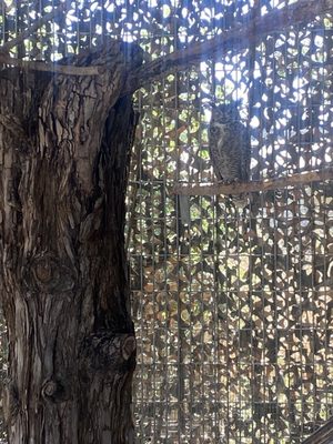 CALIFORNIA RAPTOR CENTER - Updated January 2026 - 58 Photos & 23 ...