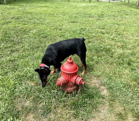 SARI ASHER MEMORIAL DOG PARK - Updated October 2025 - 1420 E Washington ...