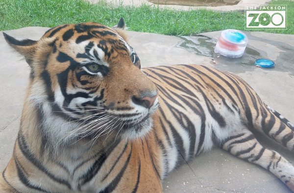 JACKSON ZOOLOGICAL PARK - 92 Photos & 24 Reviews - 2918 W Capitol St ...