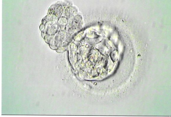 REPRODUCTIVE SCIENCE CENTER - Updated December 2025 - 28 Photos & 174 ...