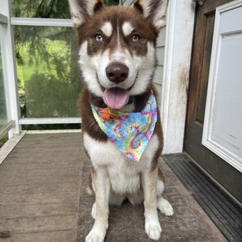 HYDRODOG BERT - Updated January 2025 - 34 Photos & 15 Reviews - Redmond ...