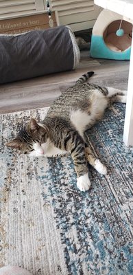 GRAND STRAND ANIMAL HOSPITAL - Updated May 2026 - 21 Photos & 33 ...