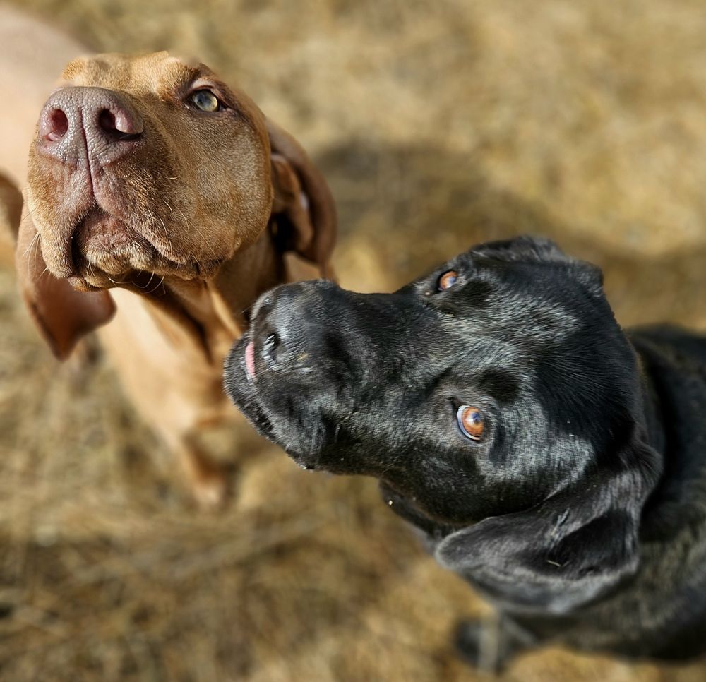 MEADOWSWEET INN FOR DOGS - Updated January 2026 - Newcastle, Maine ...